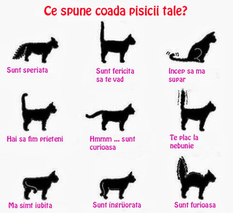 4 locuri unde NU trebuie sa iti mangai pisica | Desprecopii.com