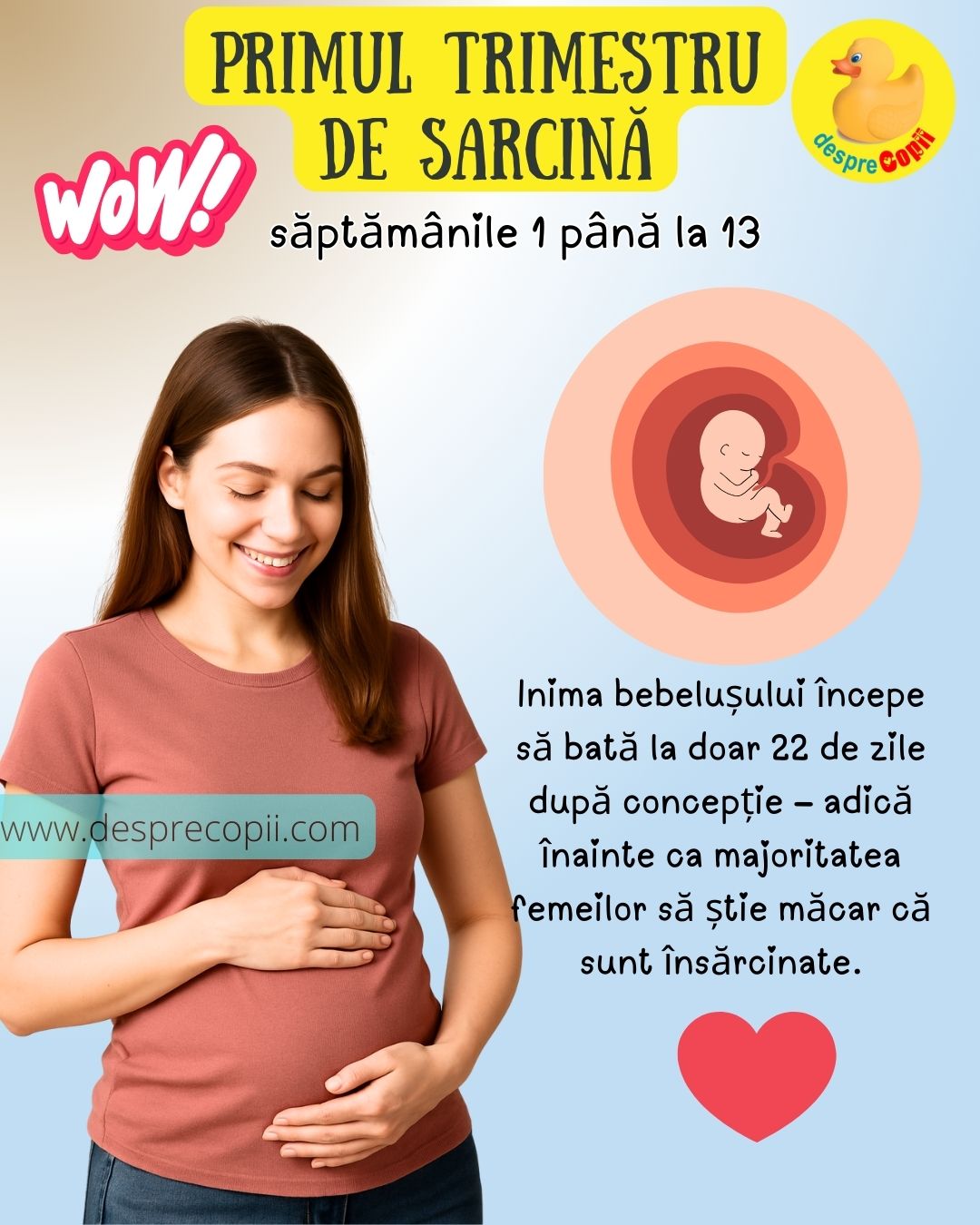 Primul trimestru de sarcina saptamanile esentiale pentru fat - toate ...